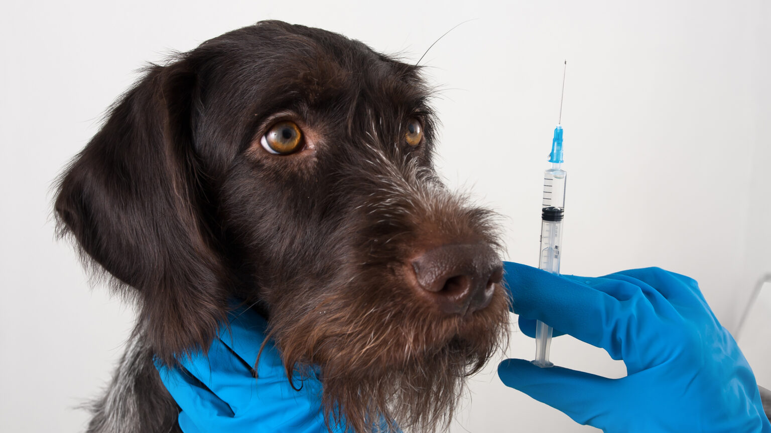 US Dog Owners Alerted About Potentially Lethal Bacterial Disease ...