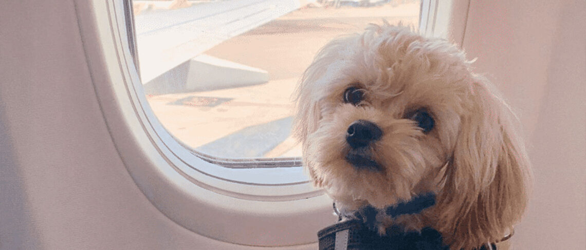 Bark Air Launches Exclusive Airline Service for Dogs, Turning First Flights Into Pet Adventures ...