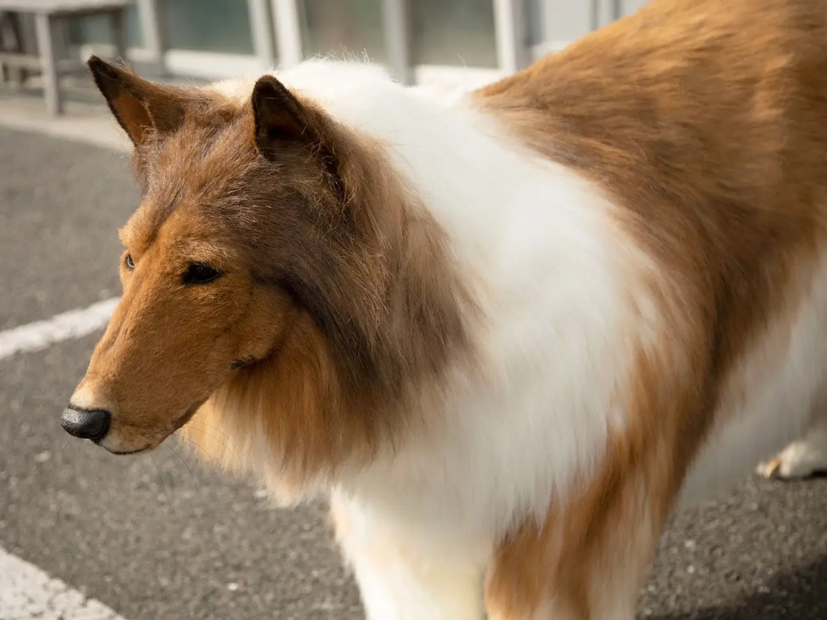 Man Morphed Into a Dog With a Collie Costume Worth $14,000 and ...